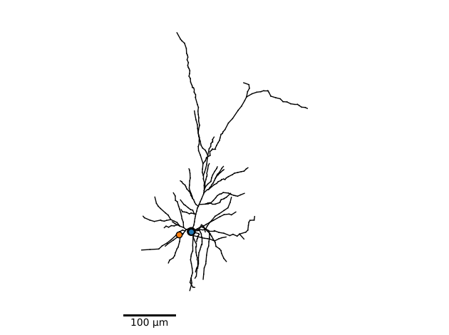 Define morphological models with neat.PhysTree — NEAT 1.0.0 documentation